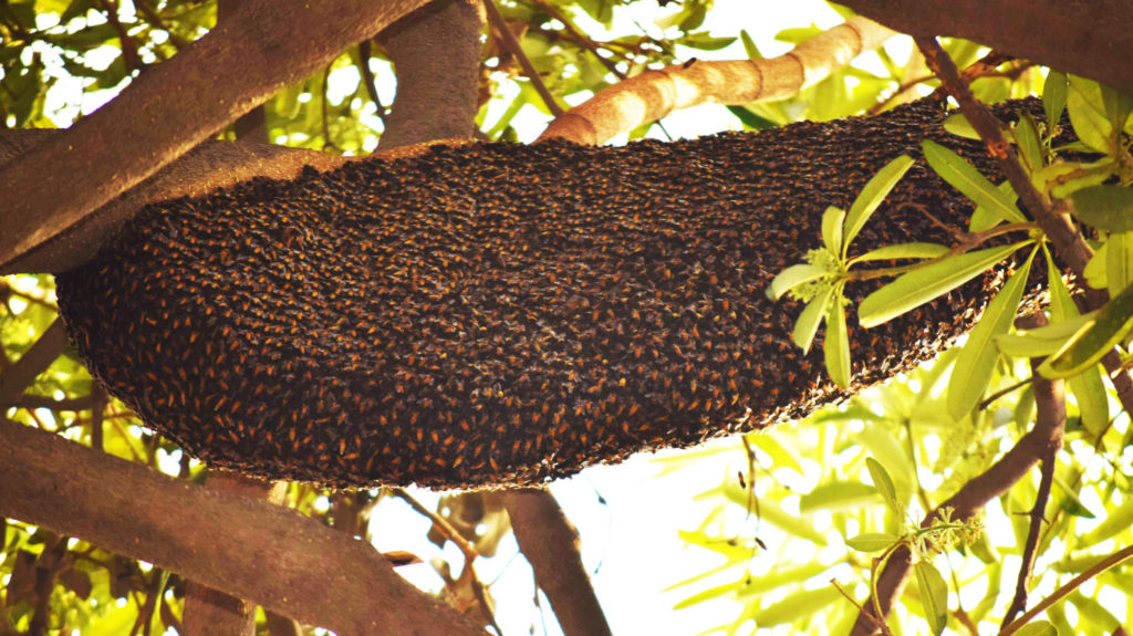 Apiculture | Zoology for IAS, IFoS and other competitive exams