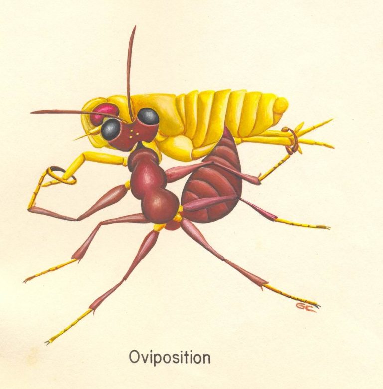 Biological Control of pests | Zoology for IAS, IFoS and other ...