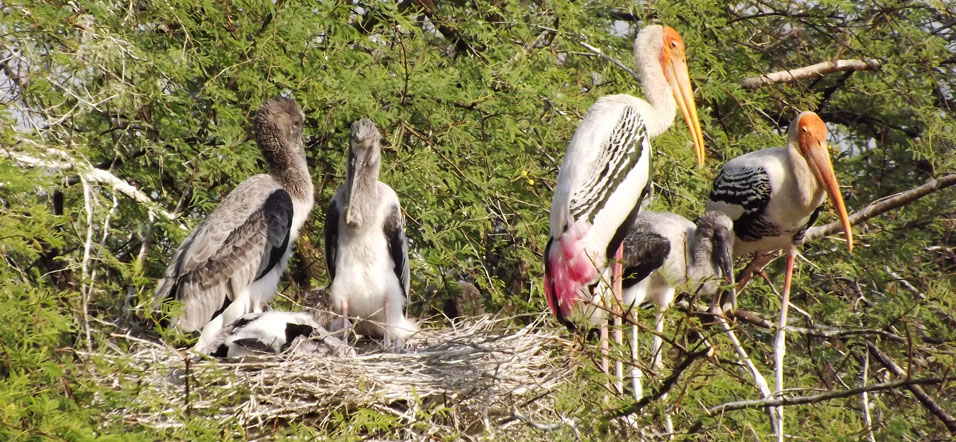 Avian Wildlife | Zoology for IAS, IFoS and other competitive exams
