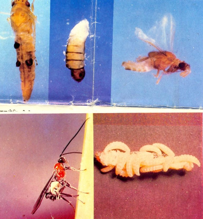 Biological Control of pests | Zoology for IAS, IFoS and other ...