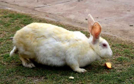 Animal diversity (Chordata) | Zoology for IAS, IFoS and other ...