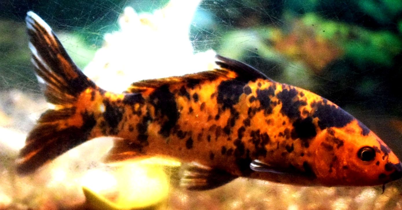 Carp culture | Zoology for IAS, IFoS and other competitive exams