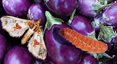 Leucinodes, Brinjal borer, Fruit and shoot borer | Zoology for IAS ...