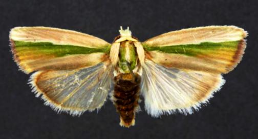 Erias vitella (Fab.) The Spotted Bollworm | Zoology for IAS, IFoS and ...