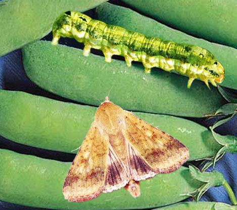 Heliothis armigera, The Gram Pod Borer | Zoology for IAS, IFoS and ...