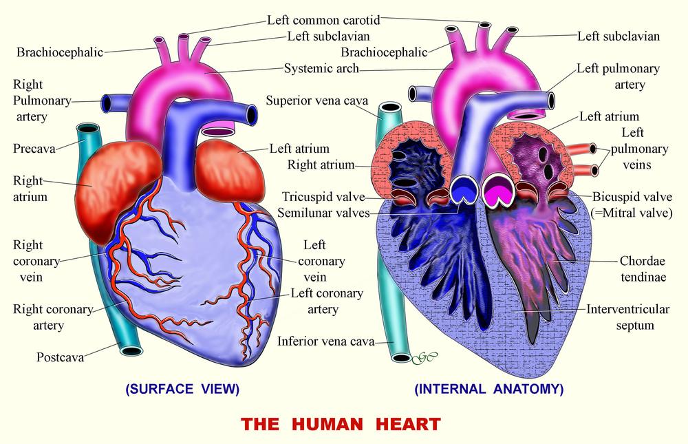 Circulatory System Zoology For IAS IFoS And Other Competitive Exams Circulatory System Zoology For IAS IFoS And Other Competitive Exams