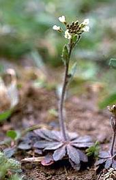 Arabidopsis Thaliana | Zoology for IAS, IFoS and other competitive exams