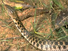 Indian Snakes | Zoology for IAS, IFoS and other competitive exams