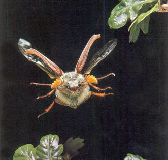 Non-chordata, Invertebrates | IASzoology.com
