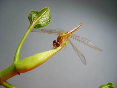 insects | IASzoology.com