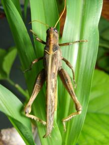 insects | IASzoology.com