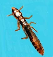 exopterygota | Zoology for IAS and Indian civil services