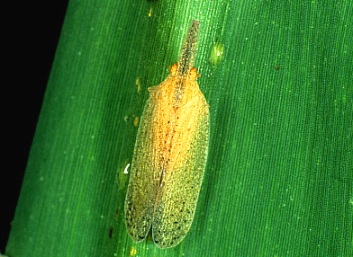 Pyrilla perpusilla, The Sugarcane Leafhopper | Zoology for IAS, IFoS ...